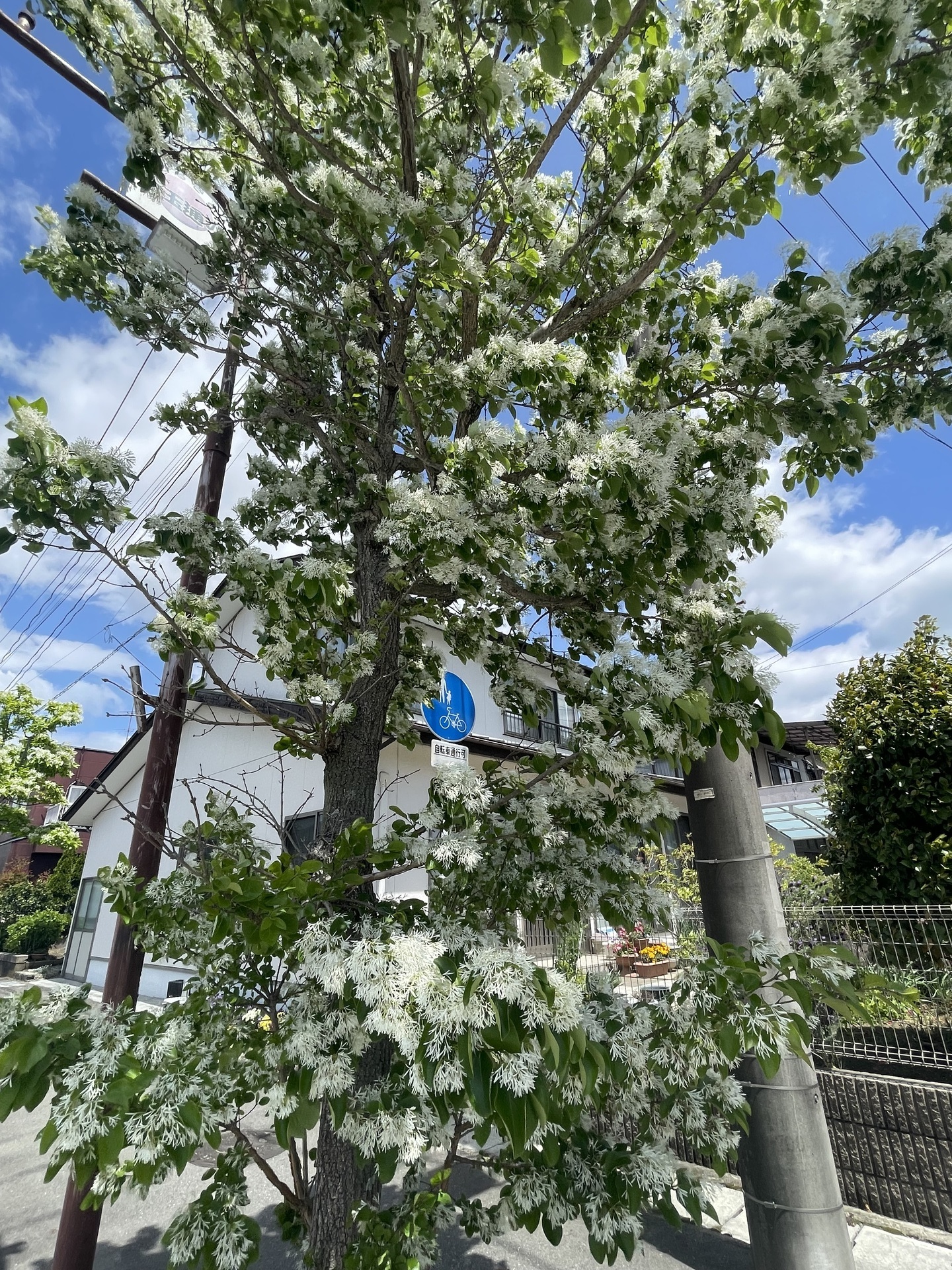 木の芽時。: 日々のこと